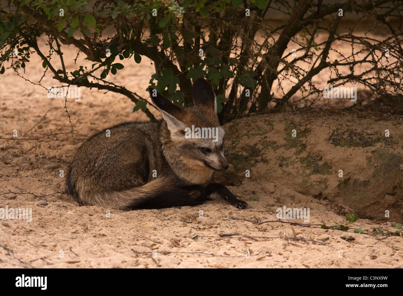 Bat Eared Fox curled up under a bush Stock Photo - Alamy
