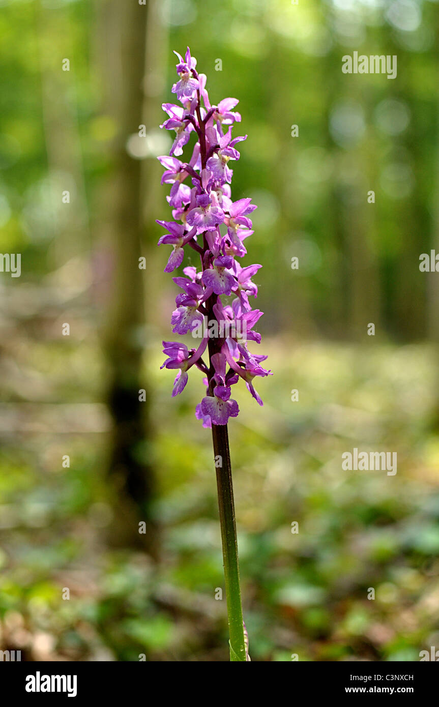 Orchis mascula, Early Purple Orchid, male orchis , Eurasian orchid with ...