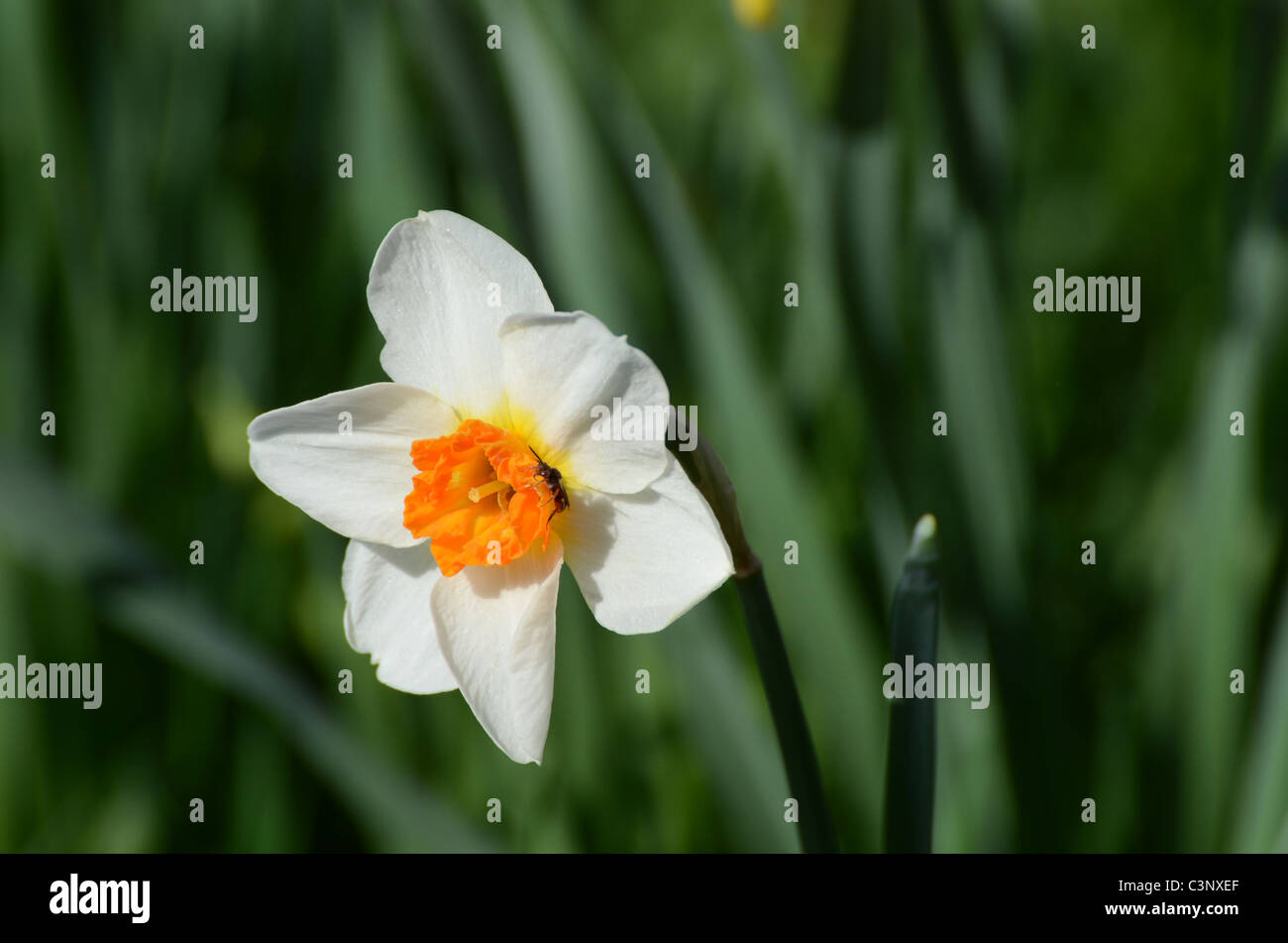 Bloom and bug hi-res stock photography and images - Alamy
