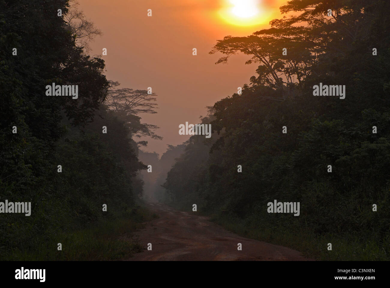 Congo basin forest hi-res stock photography and images - Alamy