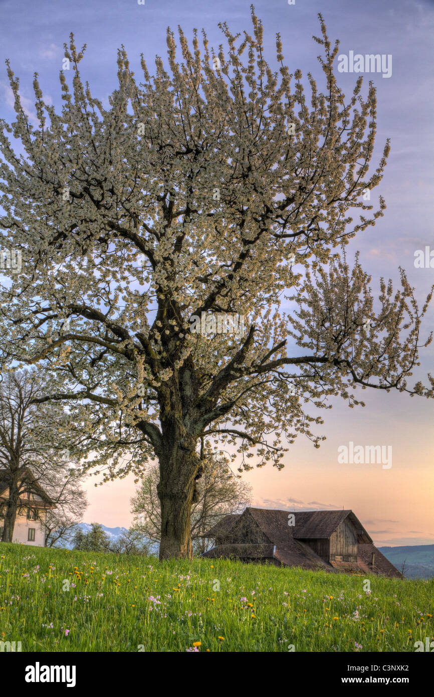 Cherry blossom in sunset hi-res stock photography and images - Alamy