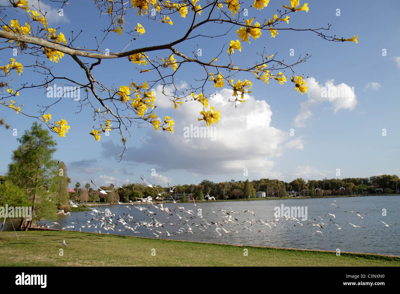 Lakeland Florida,Lake Morton,Trumpet tree trees,yellow,flower flowers ...
