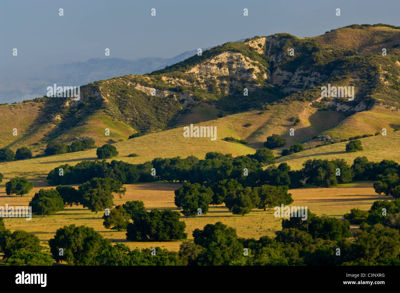Oak trees rolling hills santa hi-res stock photography and images - Alamy