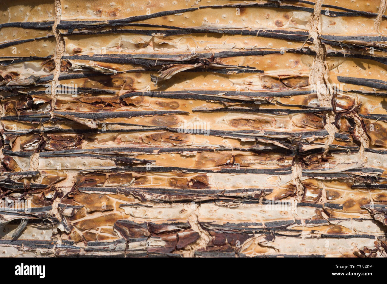 Palm tree trunk detail showing layers of colour, pattern and texture ...