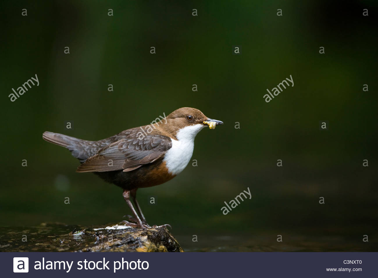 Dipper Bird Uk High Resolution Stock Photography and Images - Alamy