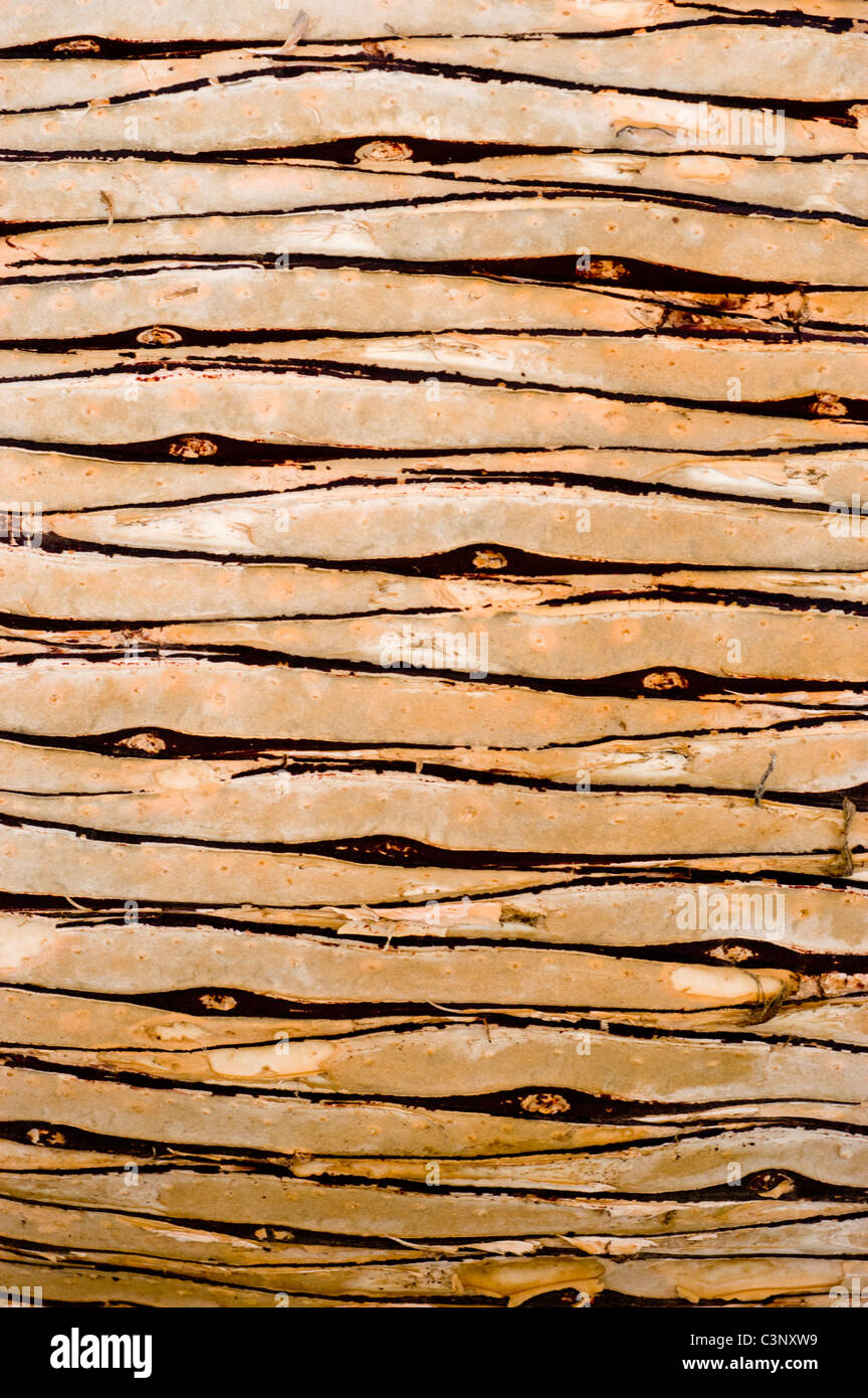 Palm tree trunk detail showing layers of colour, pattern and texture ...