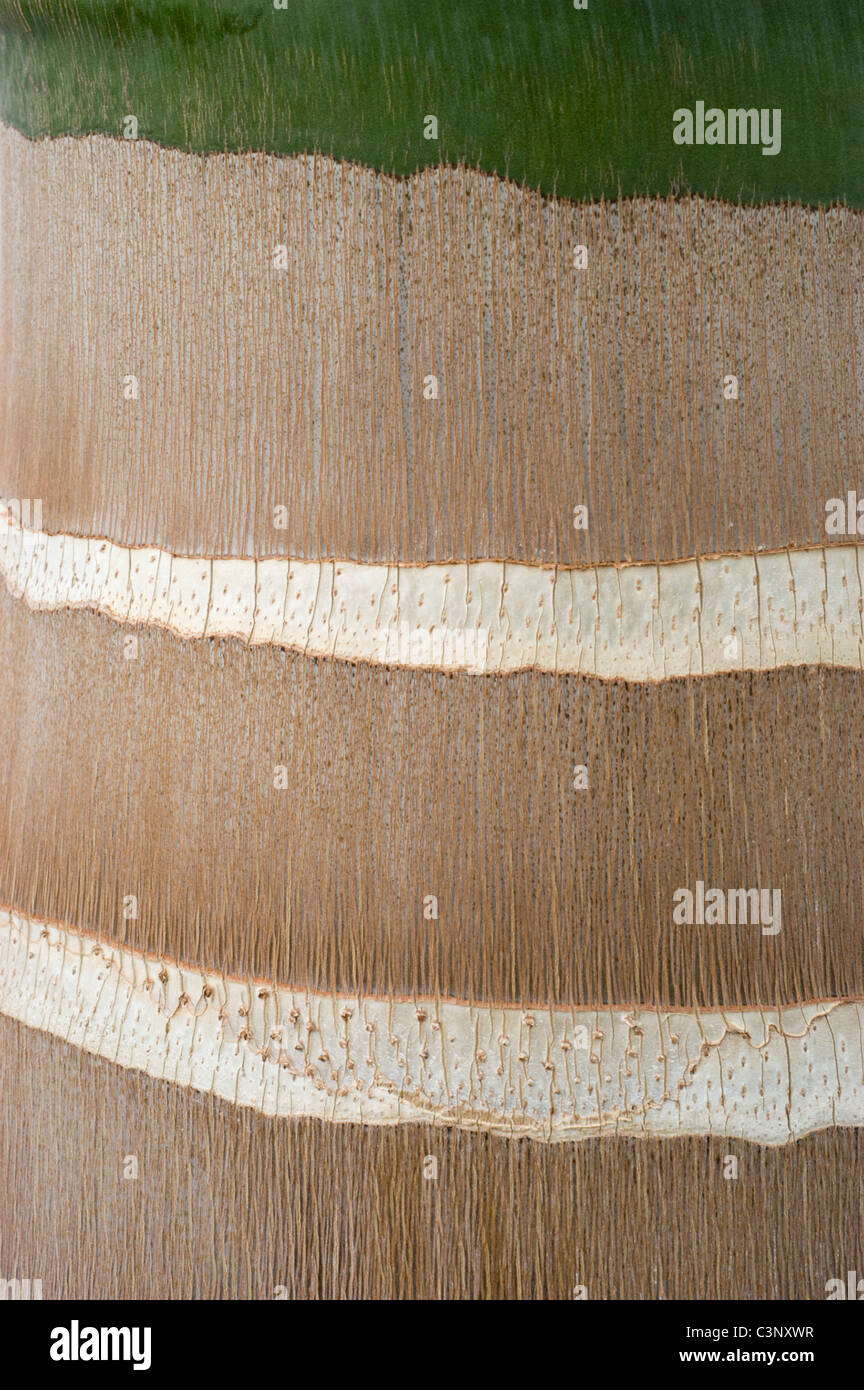 Layers of tree trunk hi-res stock photography and images - Alamy