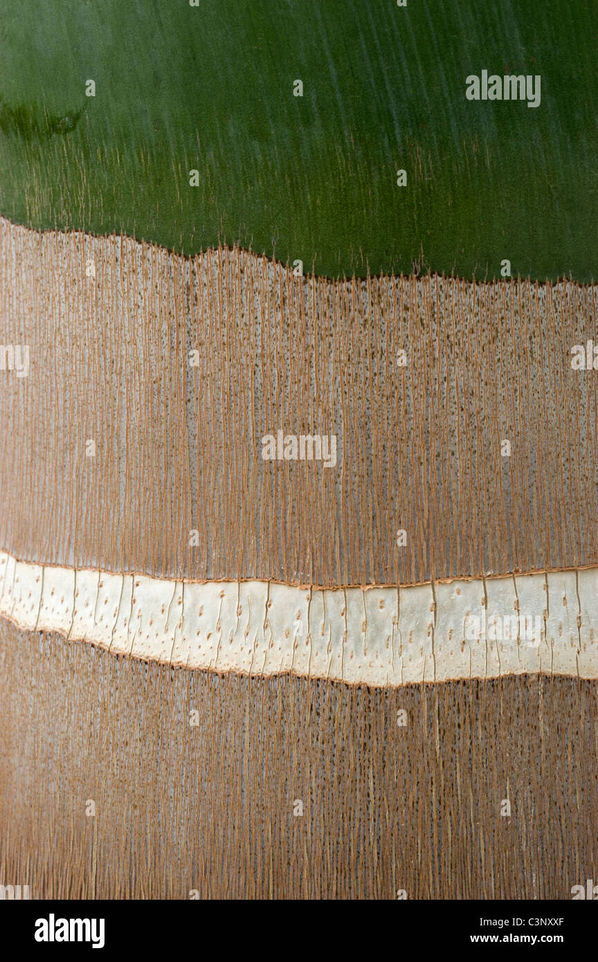 Palm tree trunk detail showing layers of colour and texture Stock Photo ...