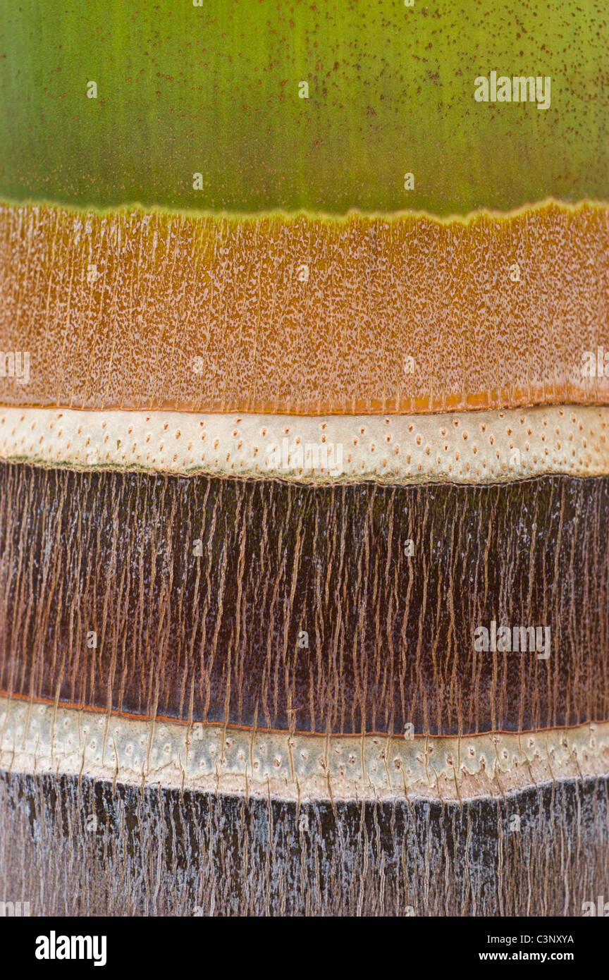 Palm tree trunk detail showing layers of colour and texture Stock Photo ...