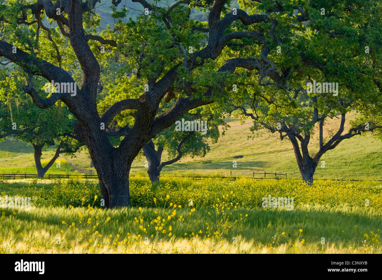 Spring in monterey hi-res stock photography and images - Alamy