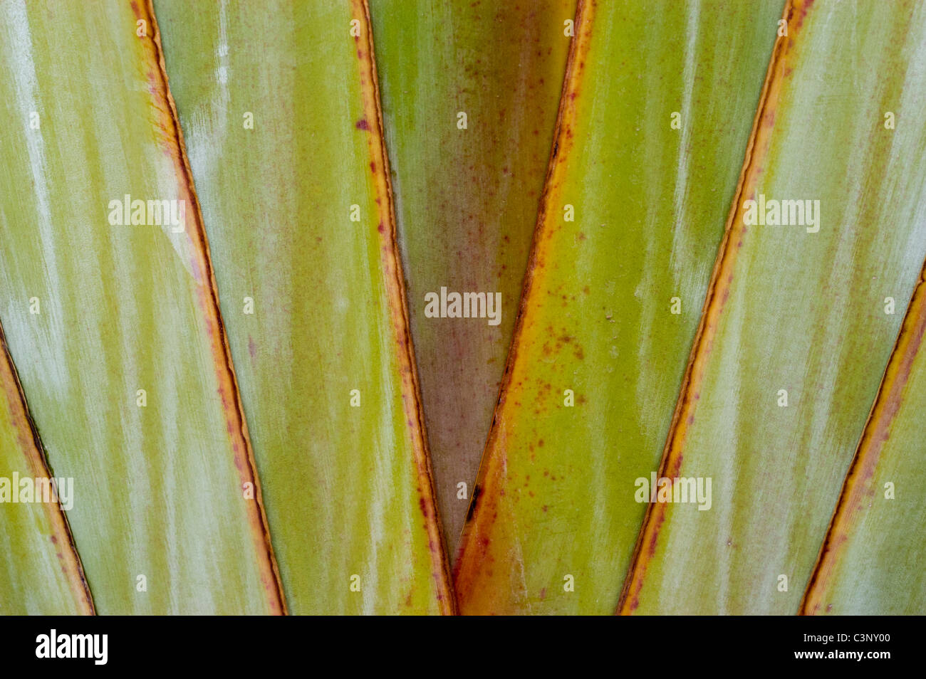 Palm tree trunk detail Stock Photo - Alamy Palm tree trunk detail Stock Photo - Alamy