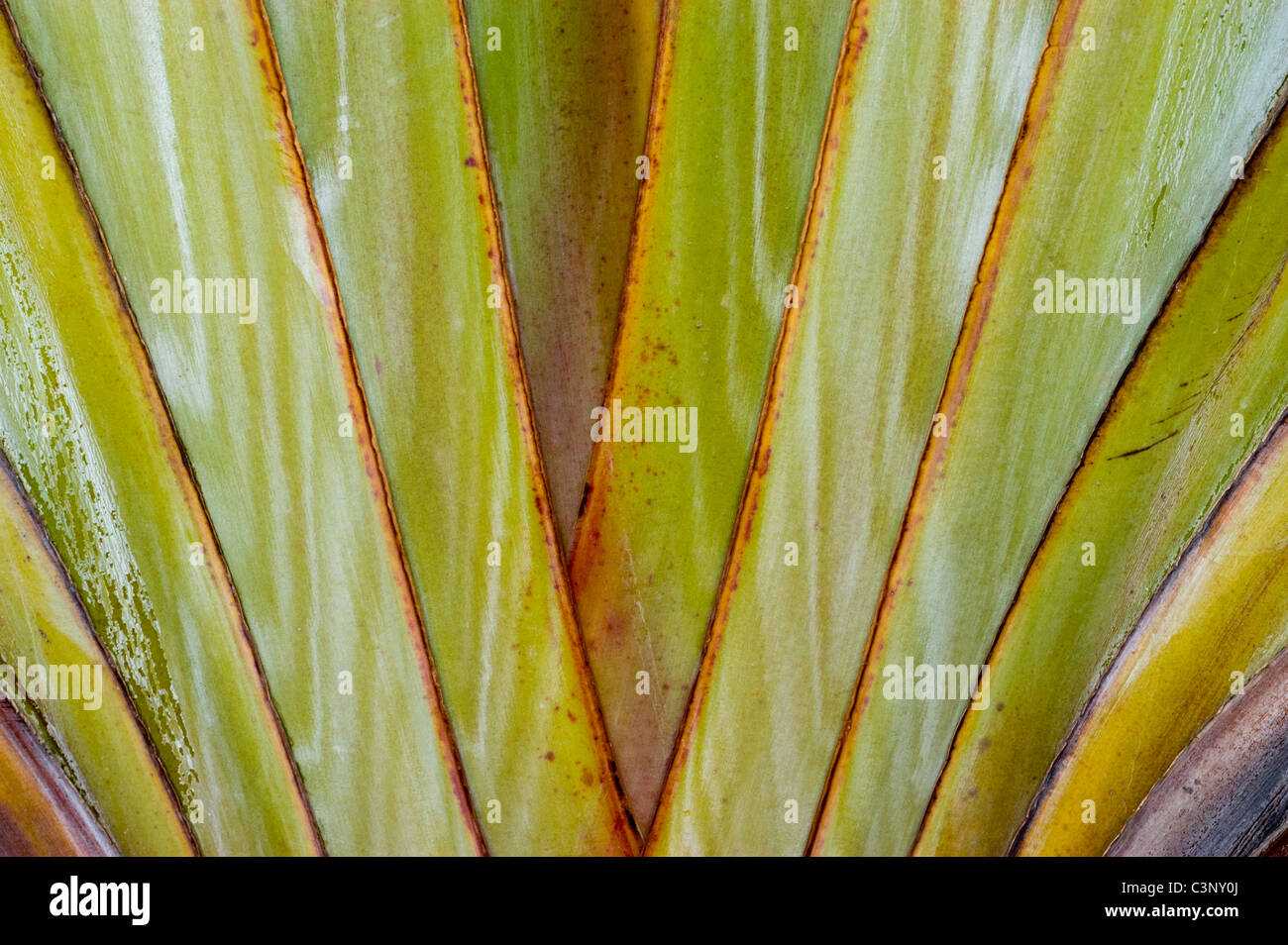 Palm tree trunk detail Stock Photo - Alamy Palm tree trunk detail Stock Photo - Alamy