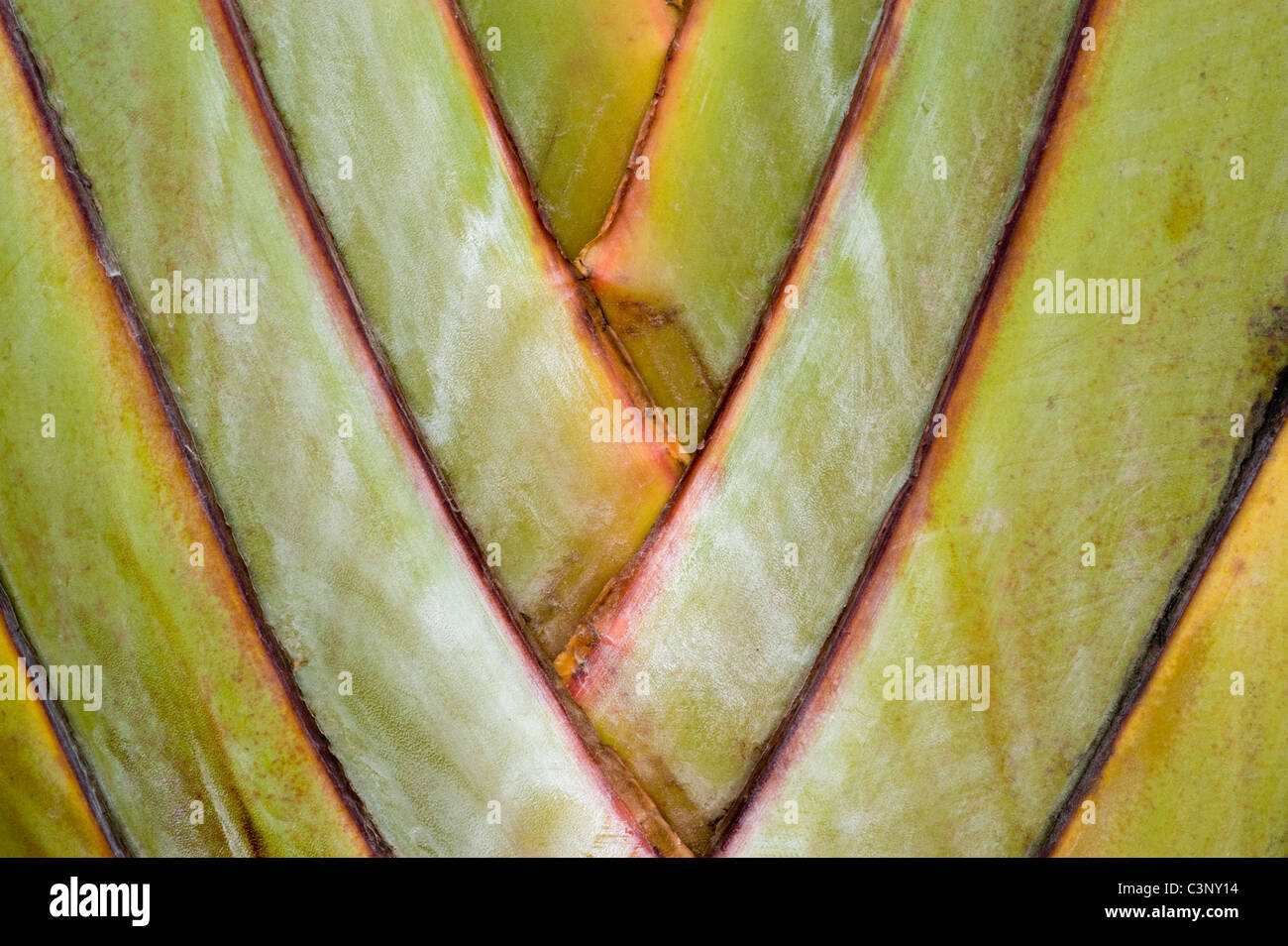 Palm tree trunk detail Stock Photo - Alamy Palm tree trunk detail Stock Photo - Alamy