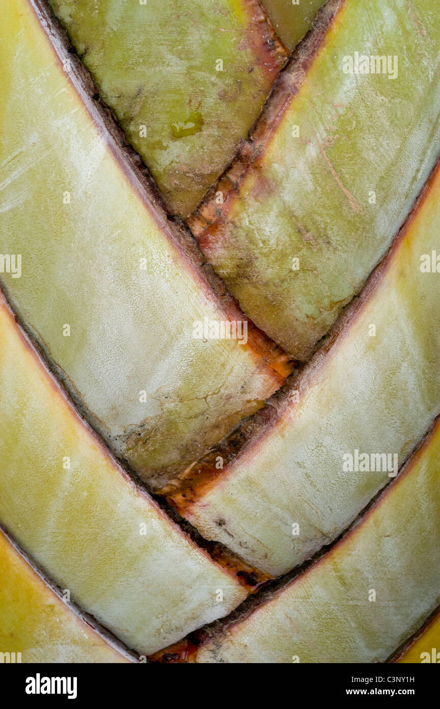 Woven trunk hi-res stock photography and images - Alamy