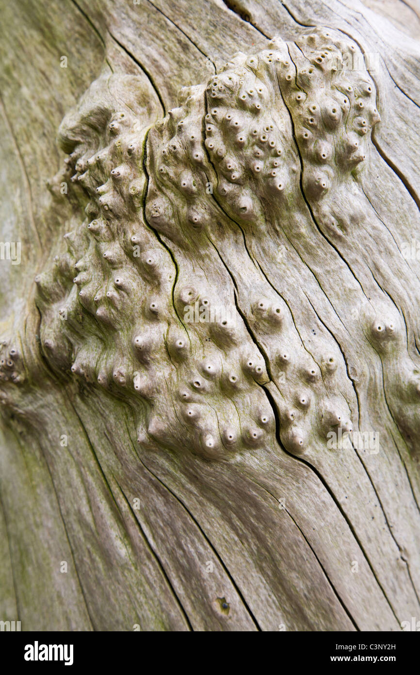 Old knobbly tree stump without bark Stock Photo - Alamy
