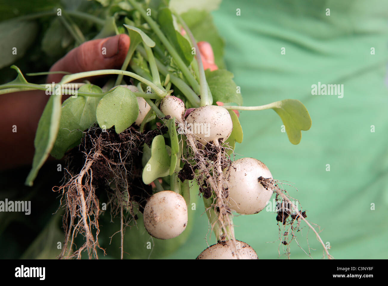 Albena hi-res stock photography and images - Alamy