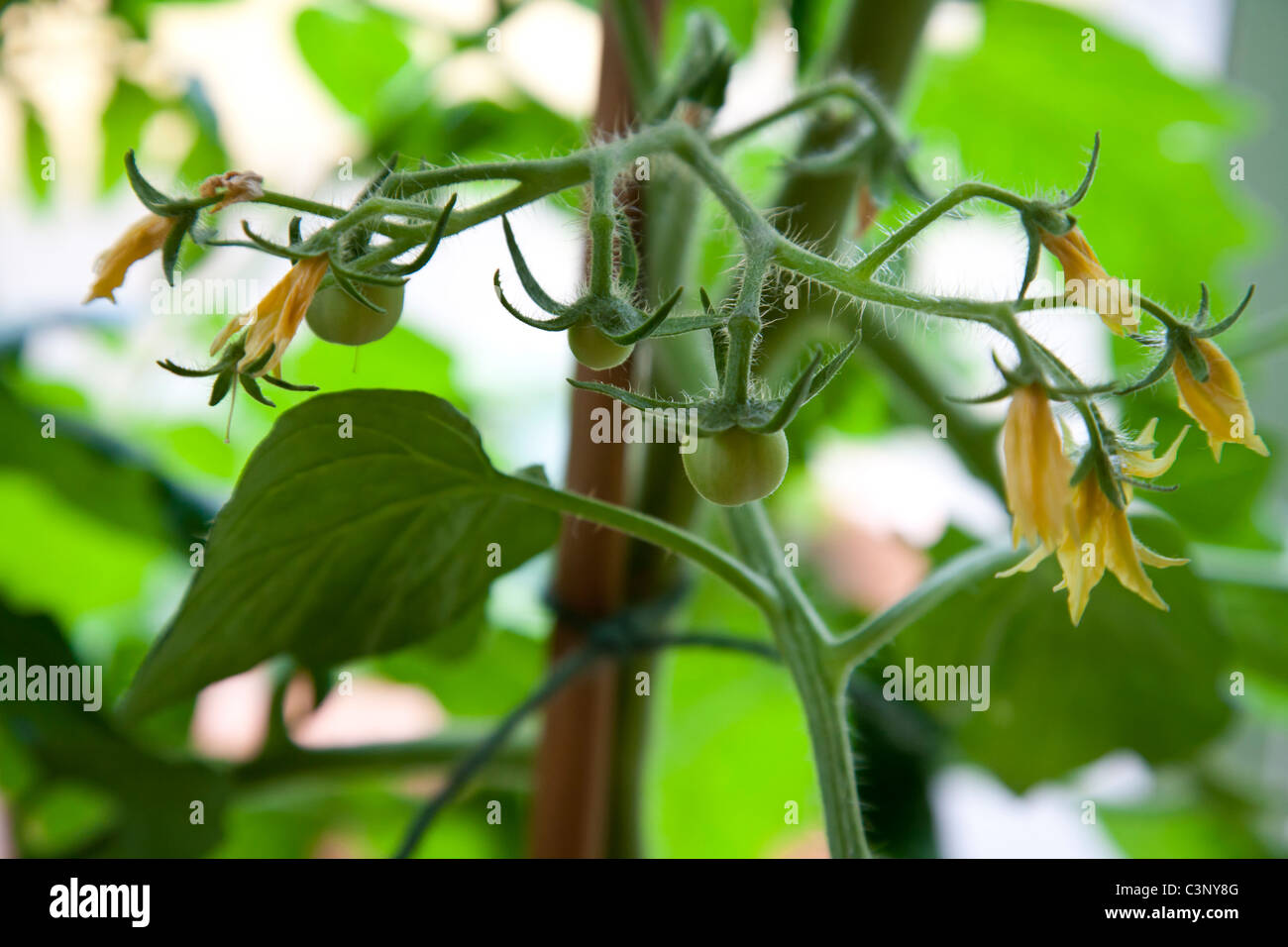 Tomato buds hi-res stock photography and images - Alamy