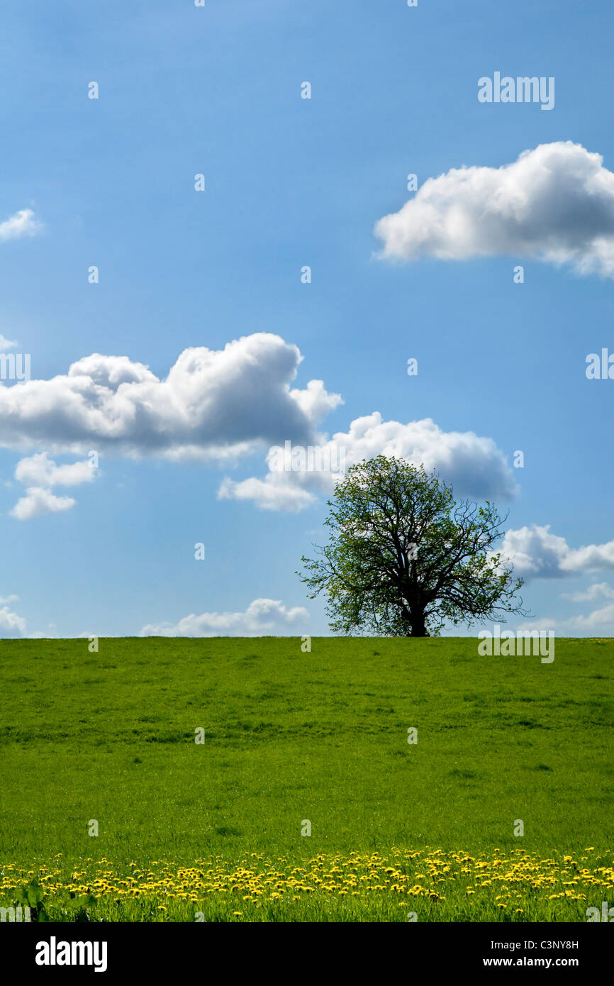 Fields spring blue sky hi-res stock photography and images - Alamy