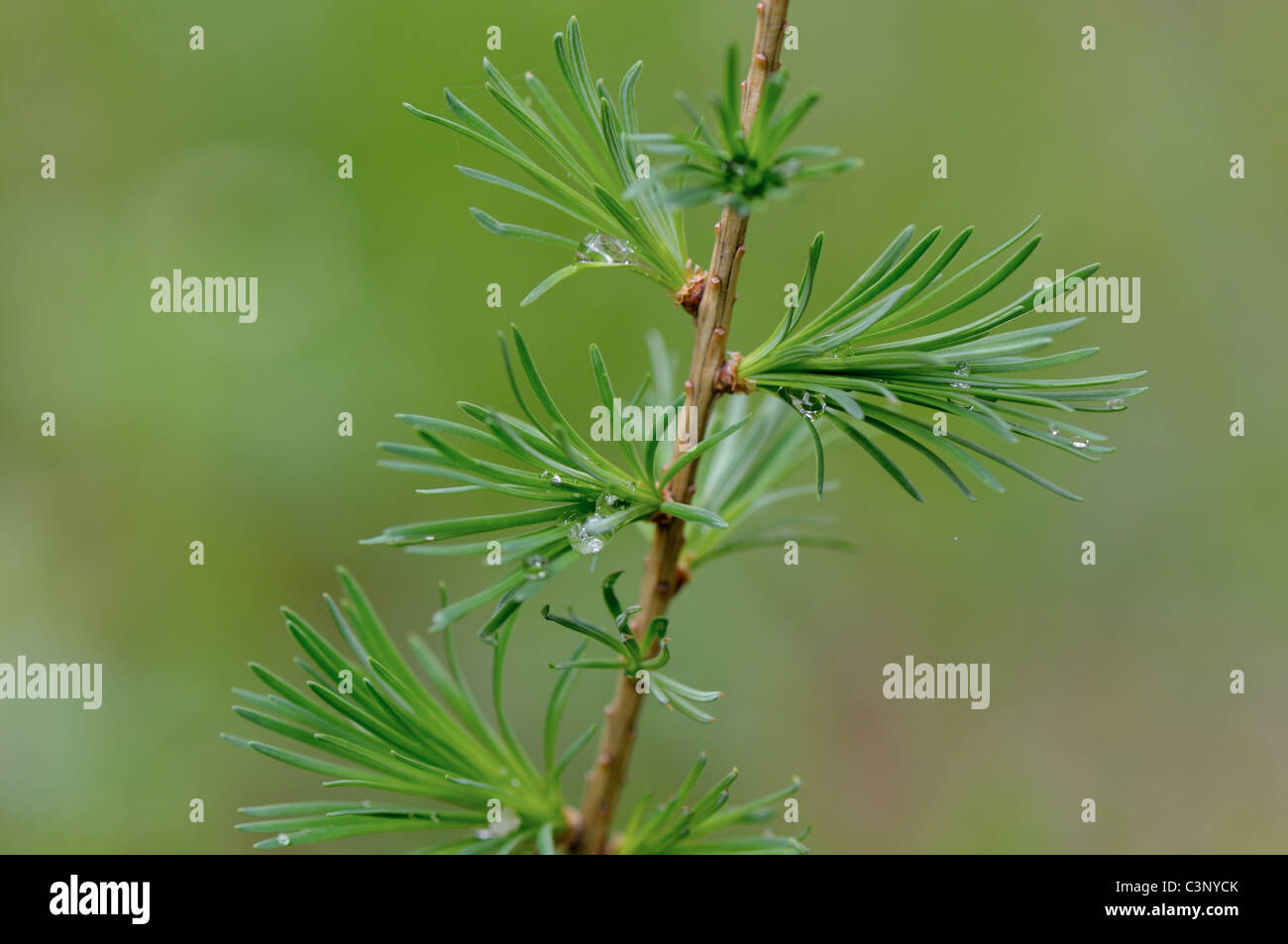 Larix Nature High Resolution Stock Photography and Images - Alamy