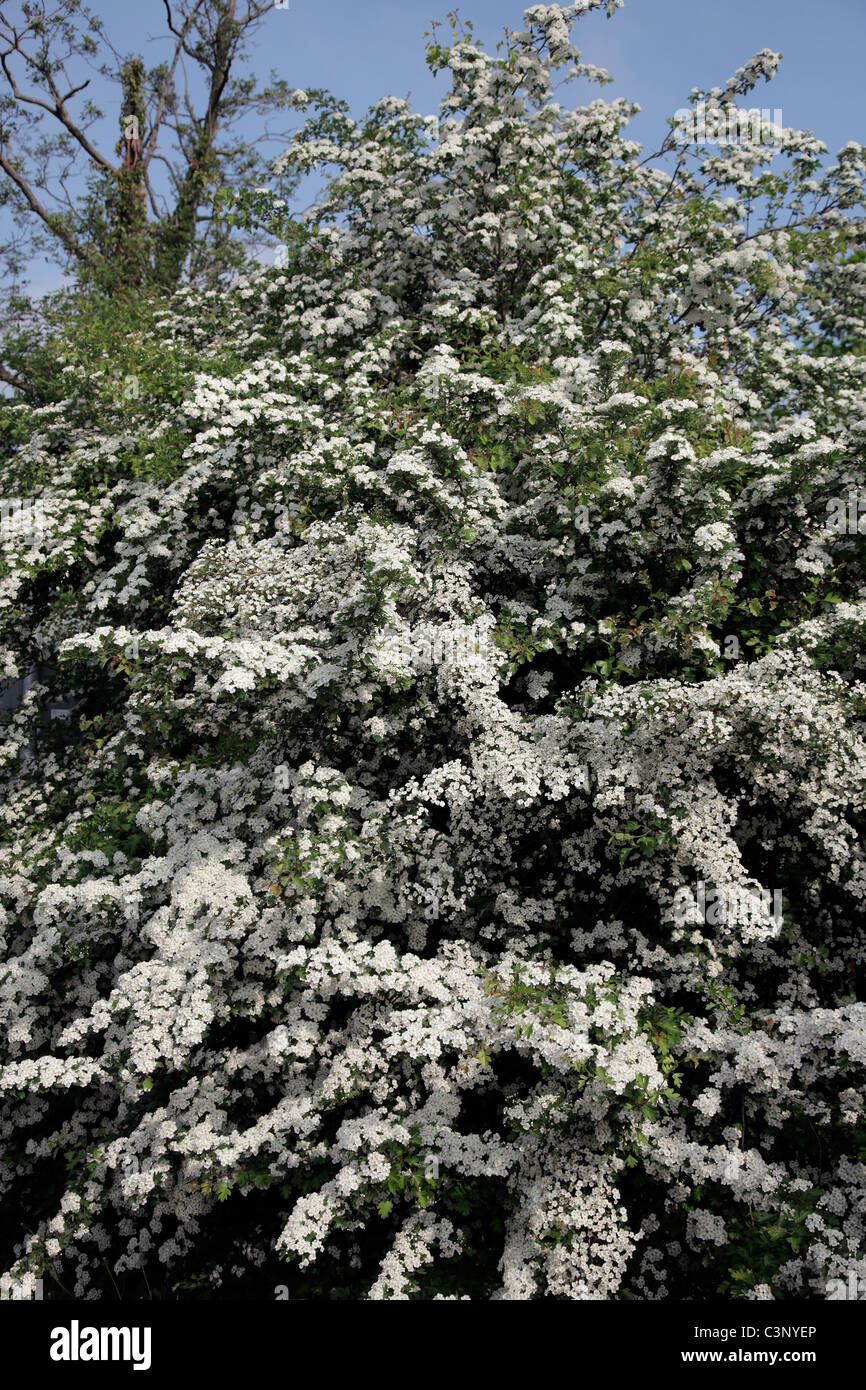 Quickthorn tree hi-res stock photography and images - Alamy