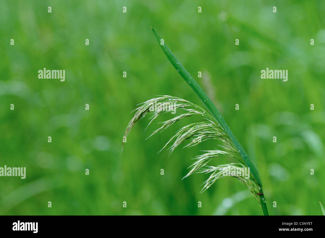 Phragmites australis, or common reed growing after winter Stock Photo ...