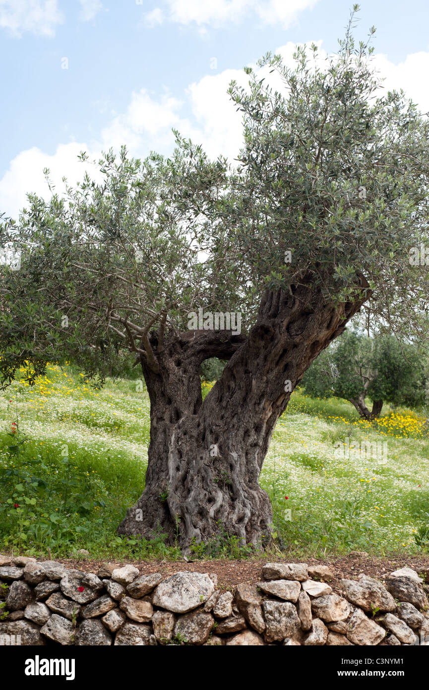 An ancient olive tree stands in a terraced grove among white and yellow ...