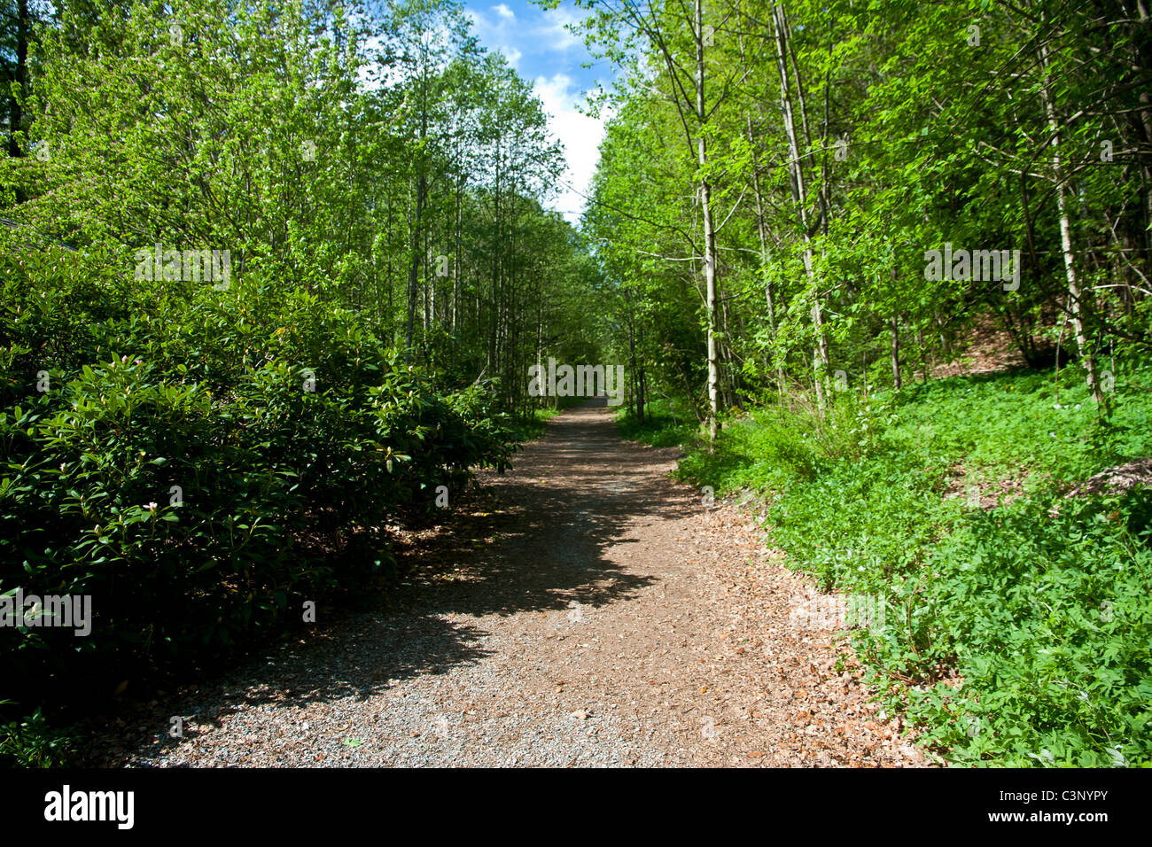 Pathway in forest Stock Photo - Alamy