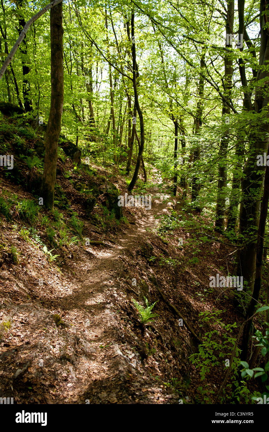 Picture of a forest pathway up in a hill Stock Photo - Alamy