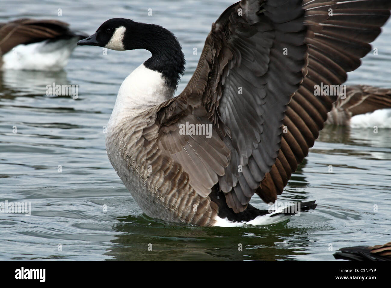 Exercising wing hi-res stock photography and images - Alamy