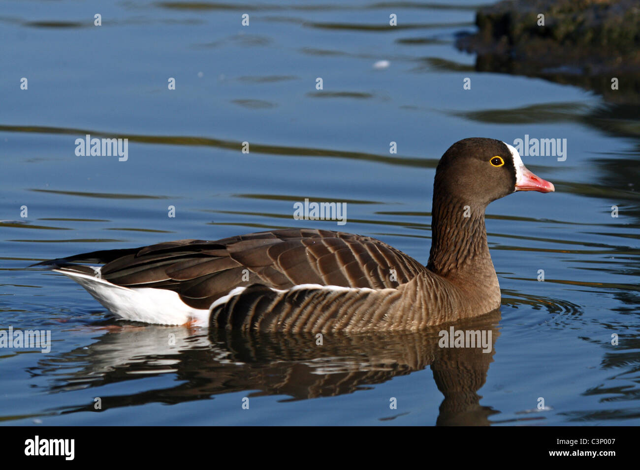 Lesser White-fronted Goose (Anser erythropus Stock Photo - Alamy