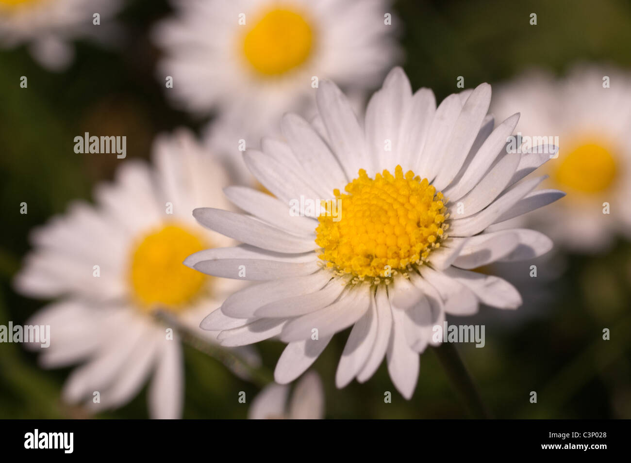 A tufted downy Daisy Stock Photo - Alamy