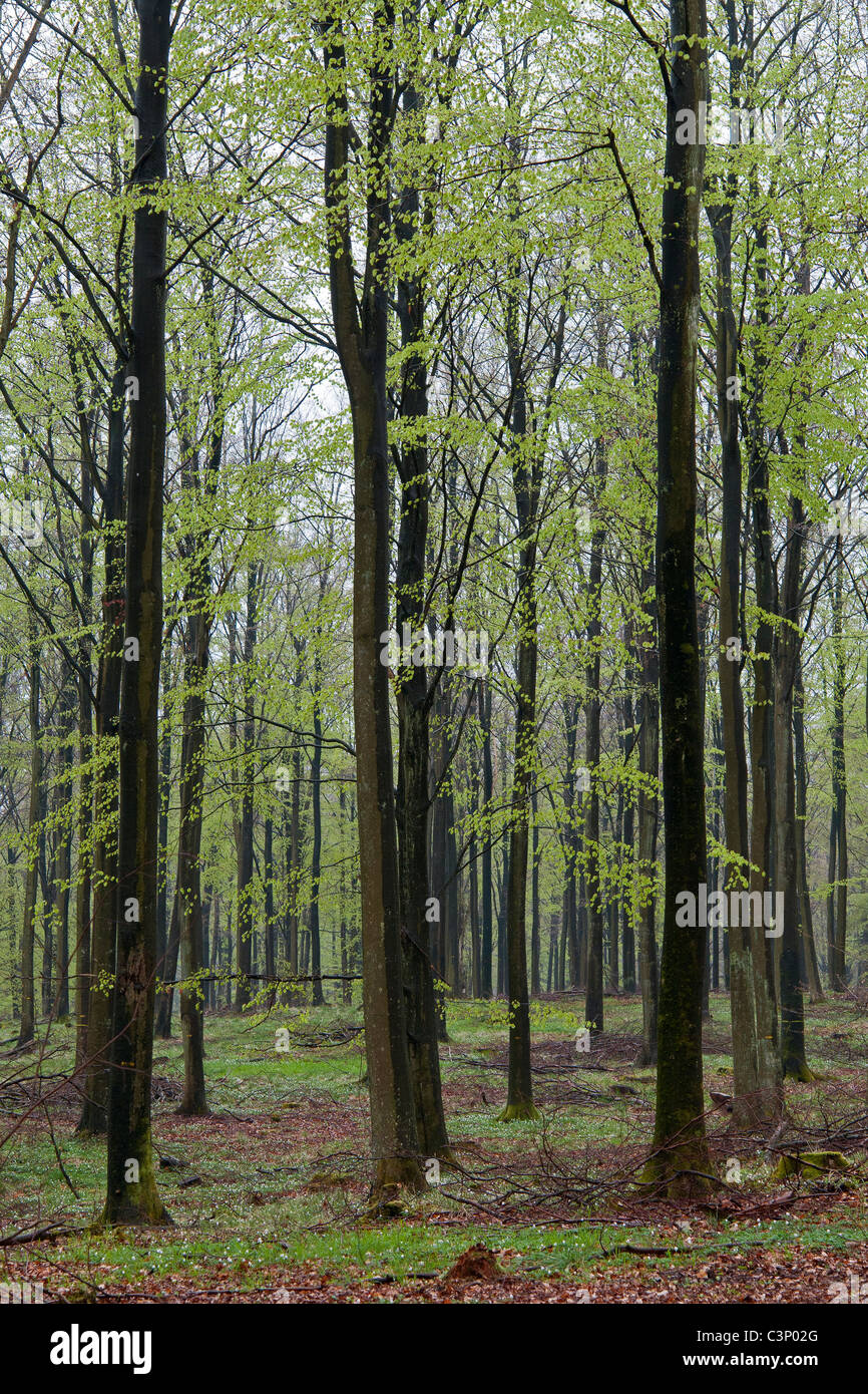 Fagus sylvatica, light green beech foliage in the early spring time ...