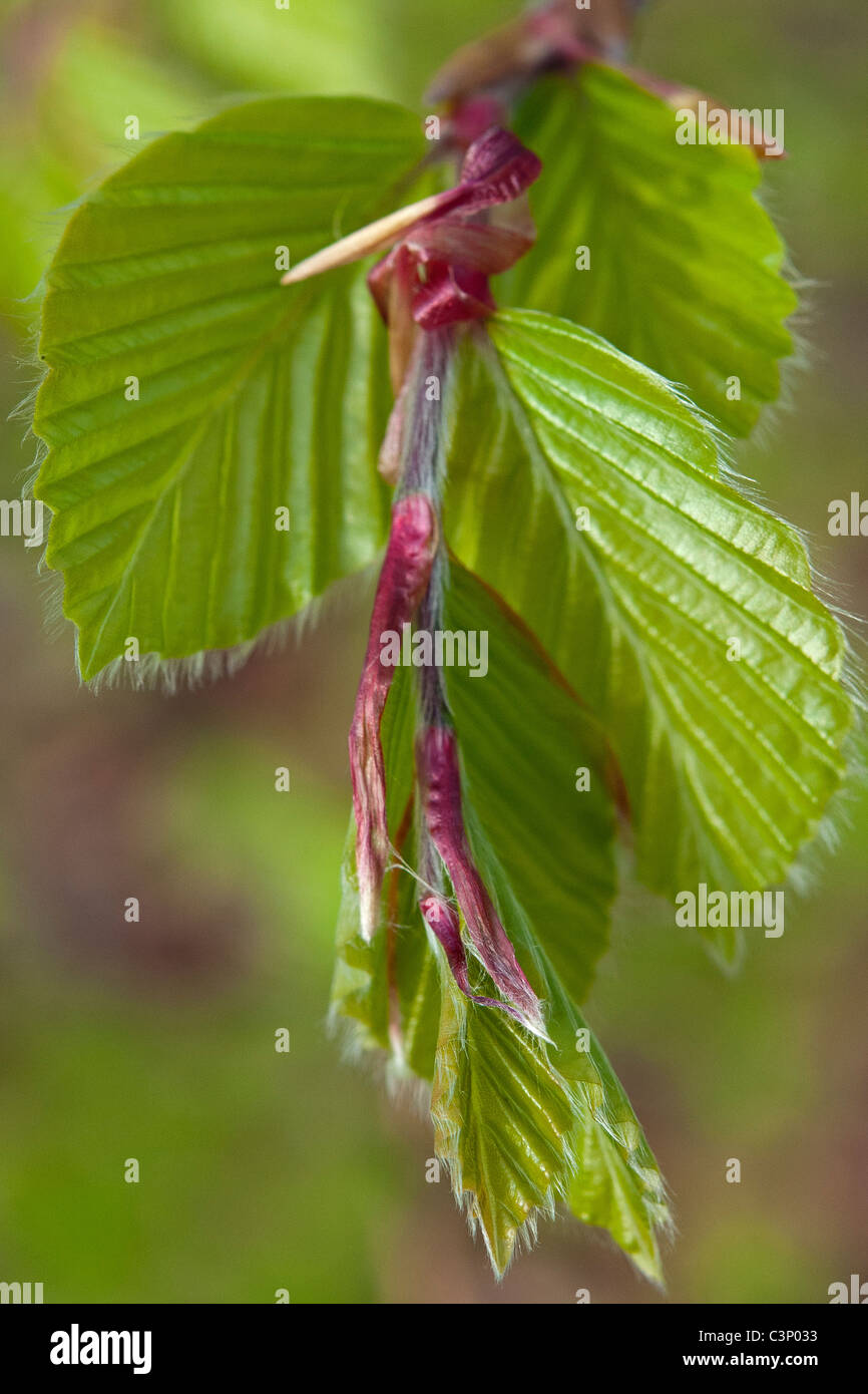 Beech leaf in the early spring time Stock Photo - Alamy