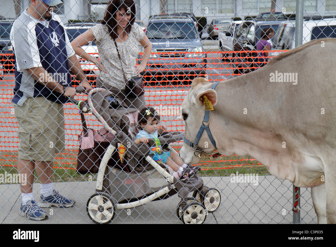Plant City Florida,Florida Strawberry Festival,event,Jersey,cow,baby ...