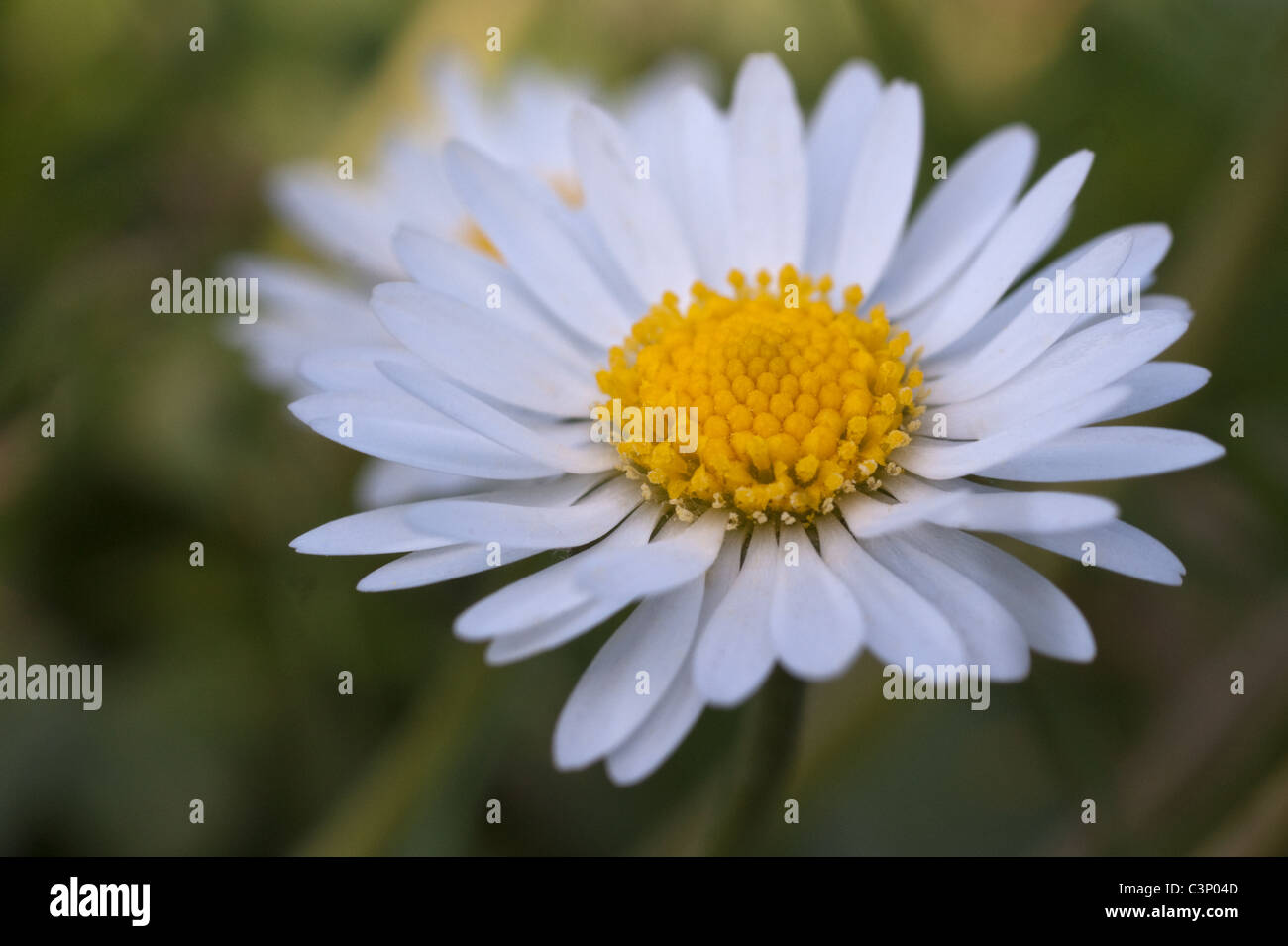 A tufted downy Daisy Stock Photo - Alamy