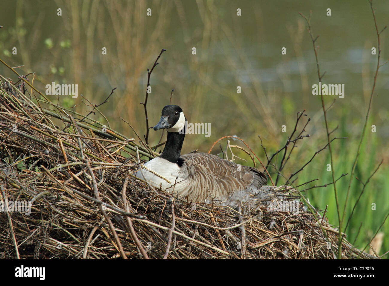 Canada Goose (Branta canadensis)- on nest Stock Photo - Alamy
