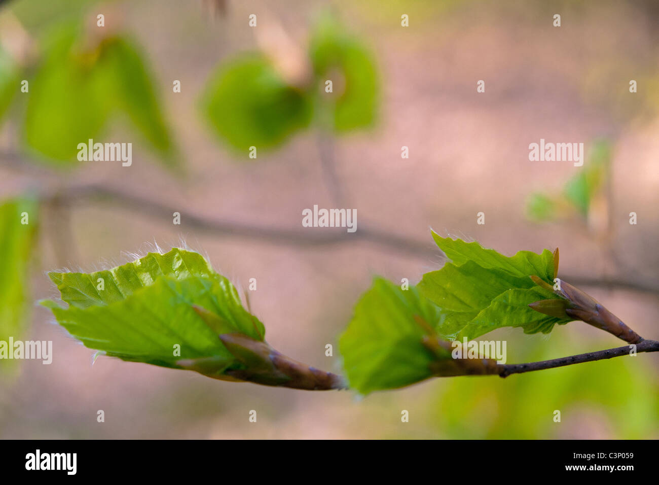 Beech leaf in the early spring time Stock Photo - Alamy