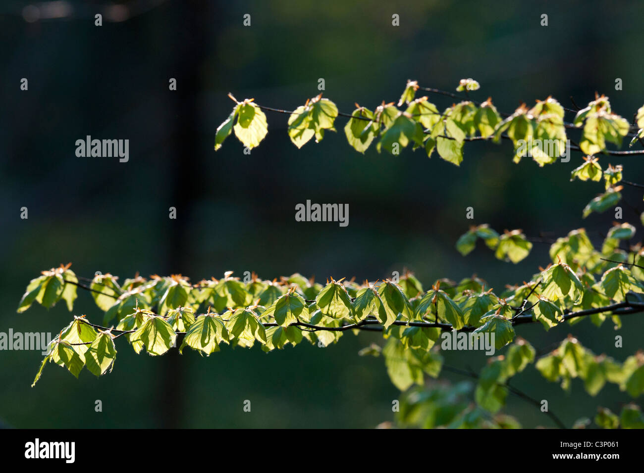 Beech leaf in the early spring time Stock Photo - Alamy