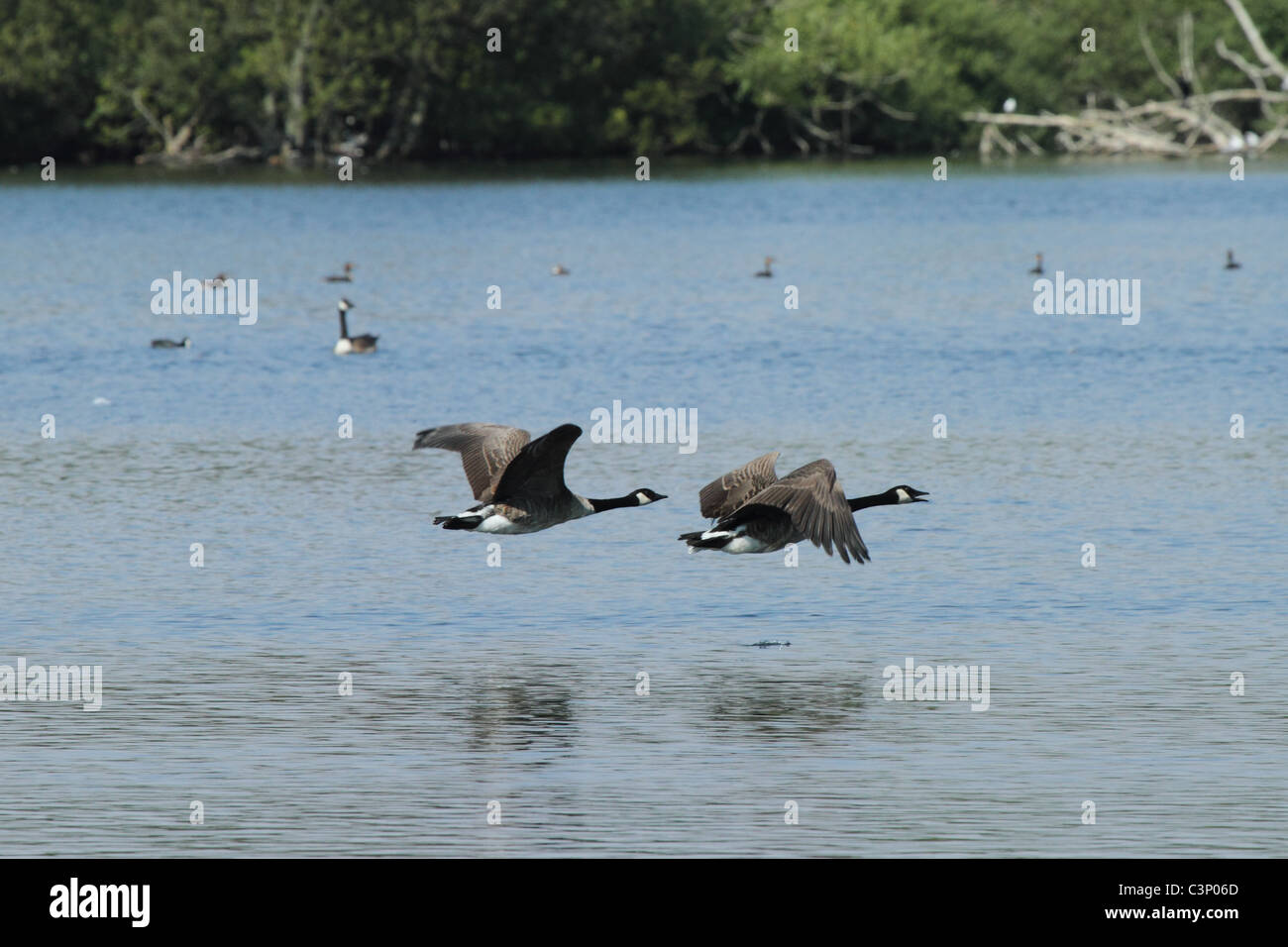 Canada Goose (Branta canadensis) - in flight Stock Photo - Alamy