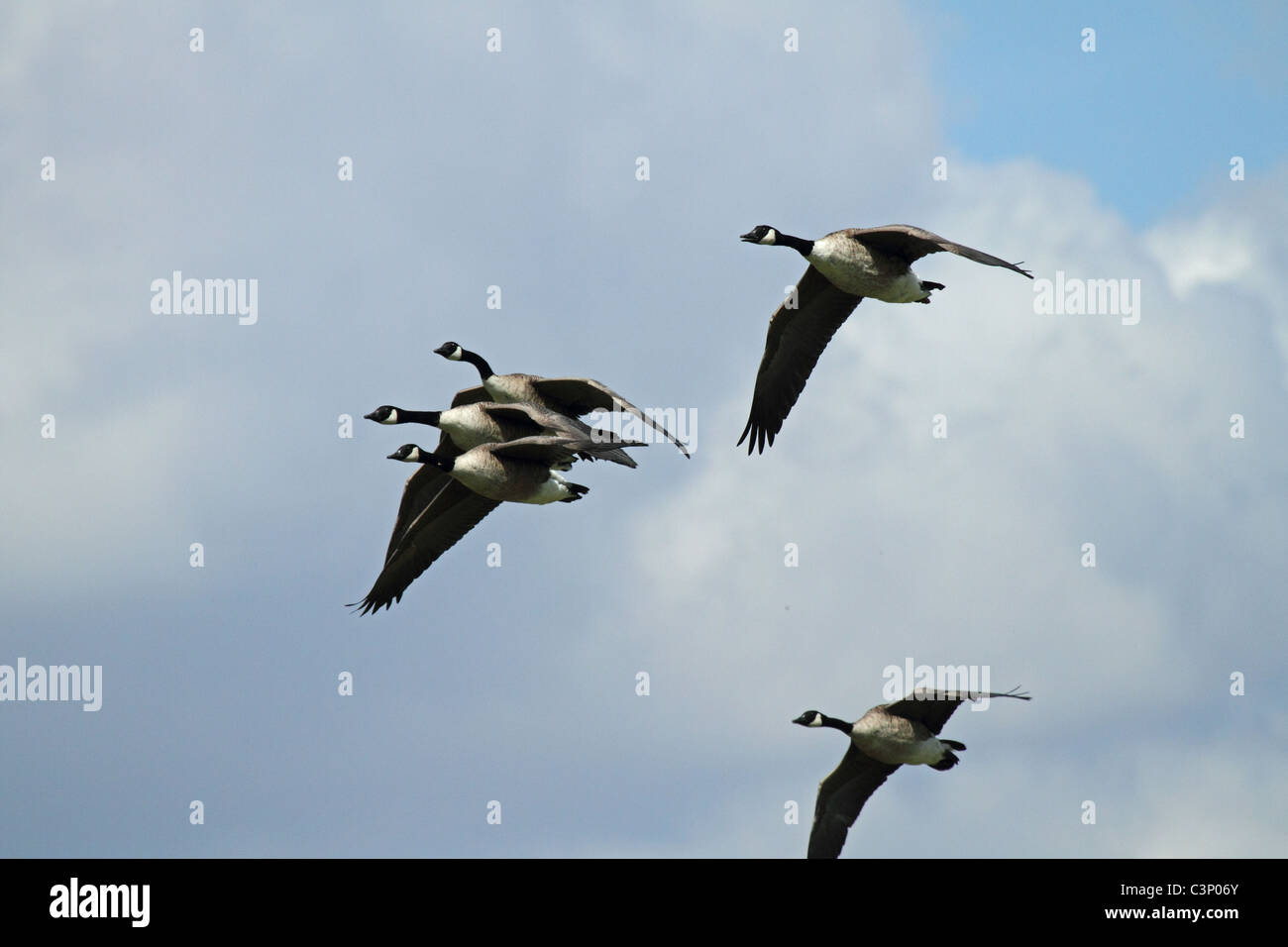 Canada Geese (Branta canadensis) - in flight Stock Photo - Alamy