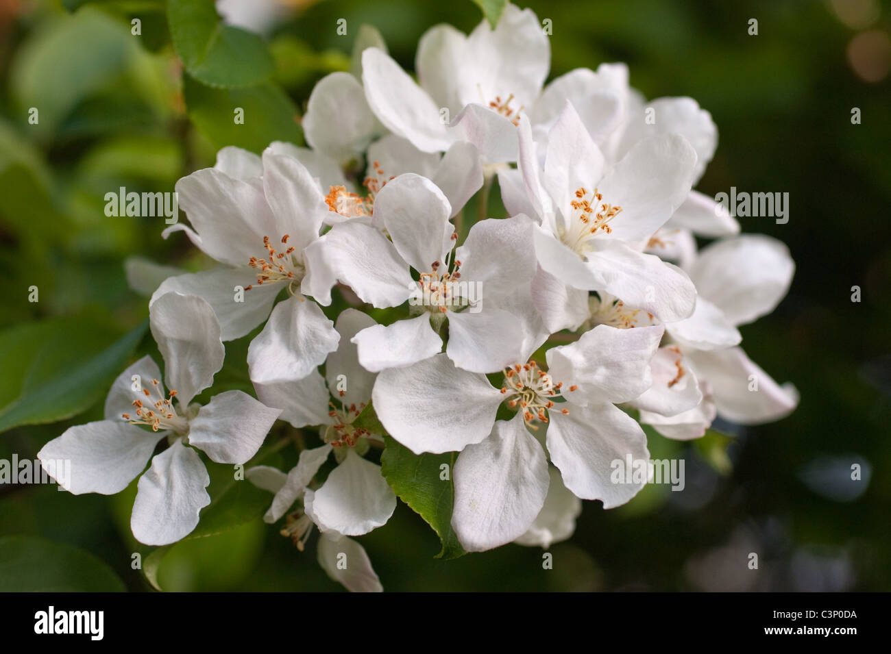 Cluster white hawthorn blossom hi-res stock photography and images - Alamy