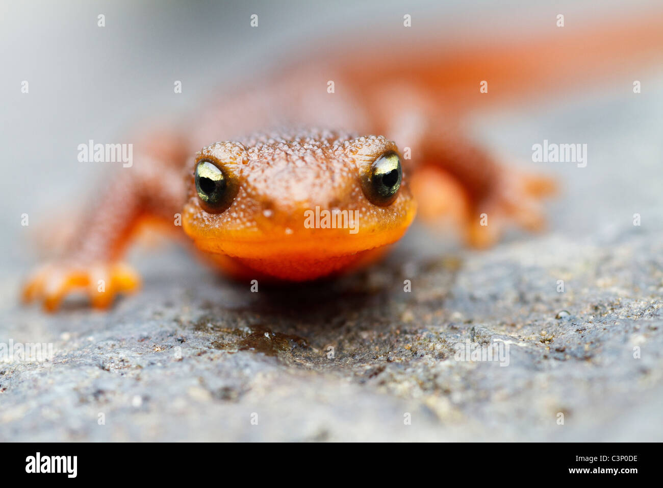 Rough skinned newt hi-res stock photography and images - Alamy