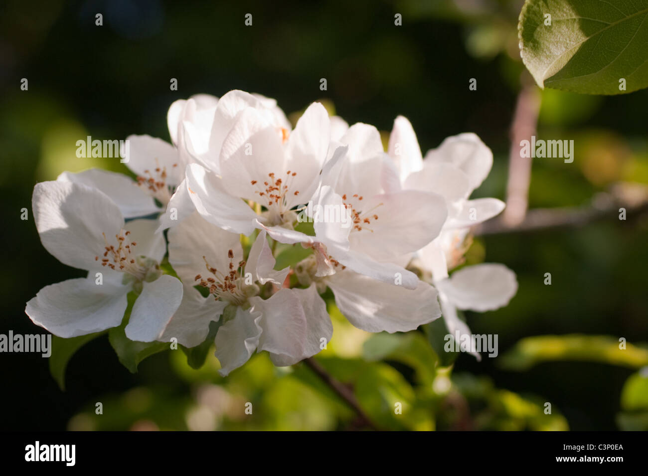 White Hawthorn blossom Stock Photo - Alamy