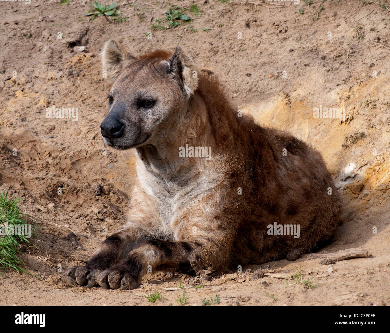 Hyena resting, sitting Stock Photo - Alamy