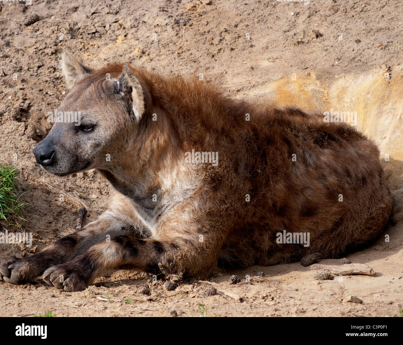 Hyena resting, sitting Stock Photo - Alamy