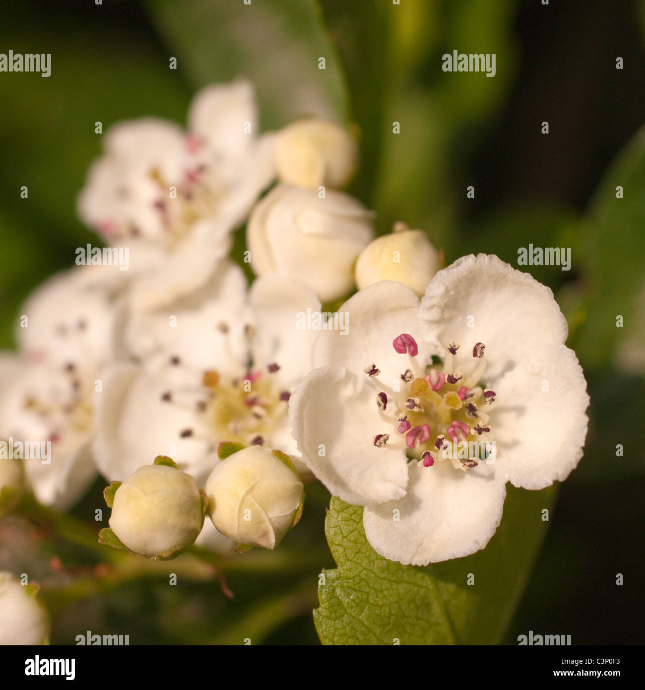 White Hawthorn blossom Stock Photo - Alamy