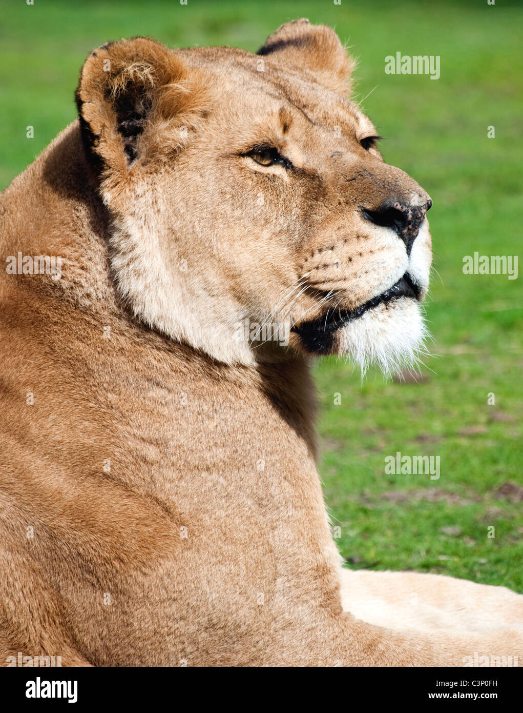 Lion resting, sitting Stock Photo - Alamy