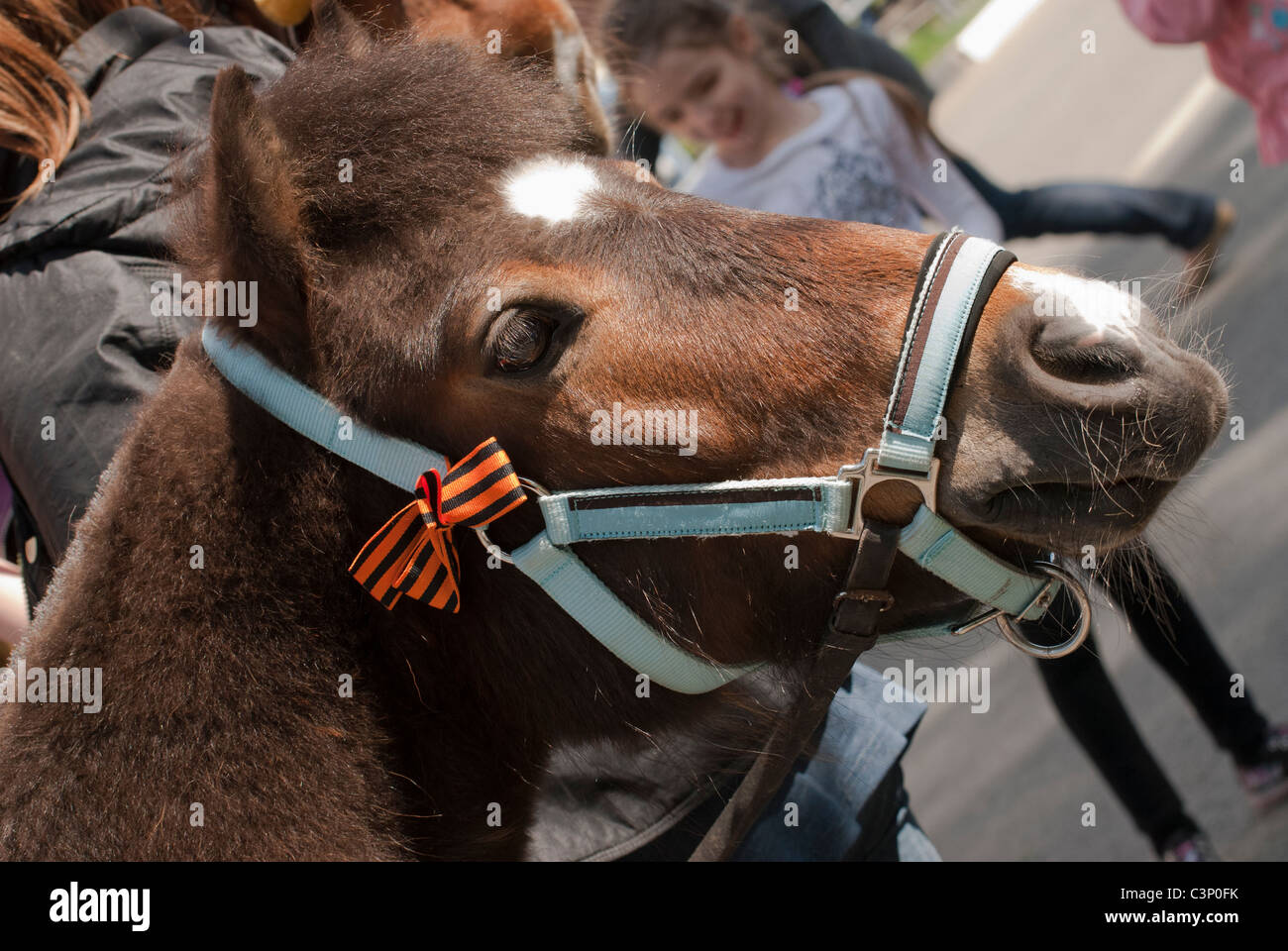 Pony closeup head horse hi-res stock photography and images - Alamy
