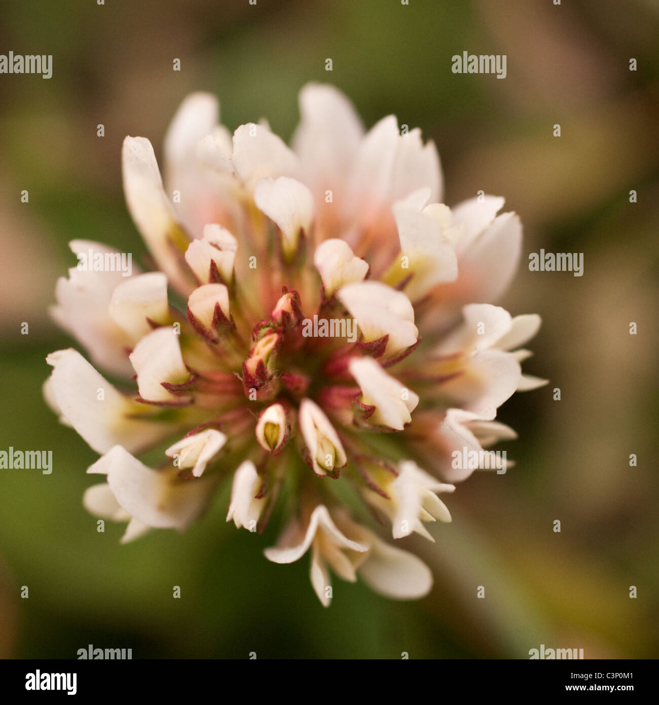 Trifolium repens pink hi-res stock photography and images - Alamy