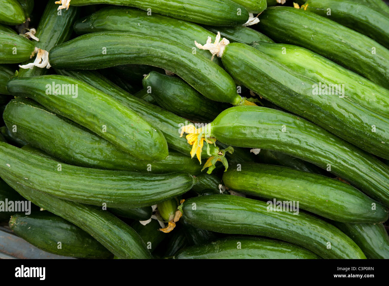 Freshly picked cucumbers on a Palestinian farm in Jayyous, West Bank ...